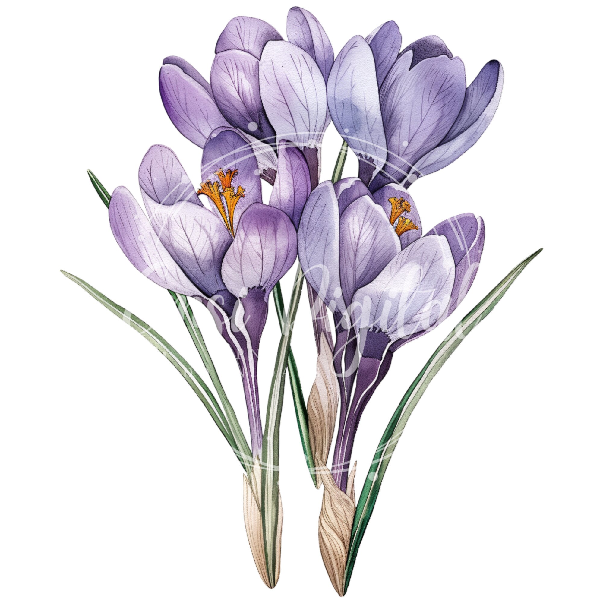 Crocus Clipart | Transparent PNG | High-quality Watercolor Illustration ...