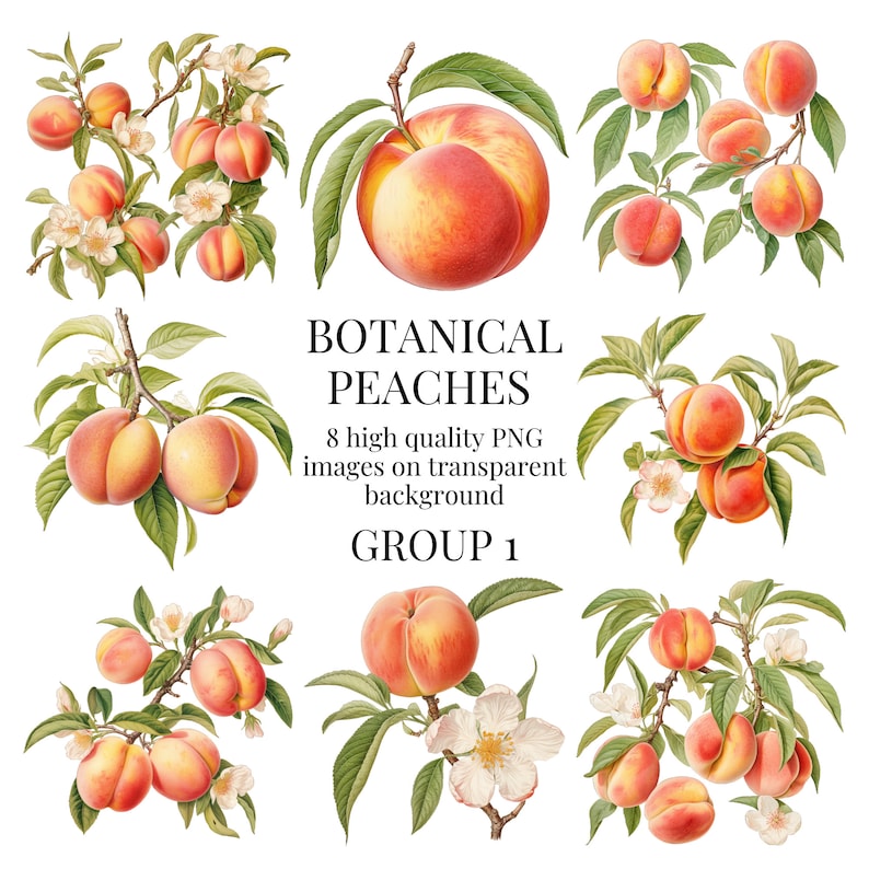 Botanical Peaches Clipart | High-quality Transparent PNG | Watercolor ...