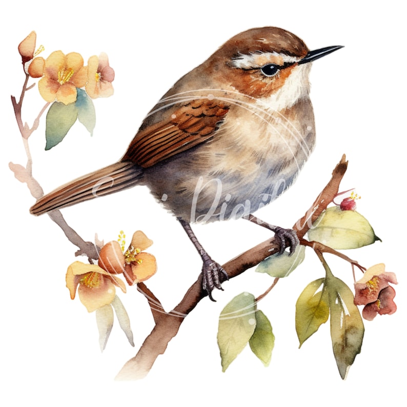 Wren Bird Clipart | High-quality Transparent PNG | Watercolor ...
