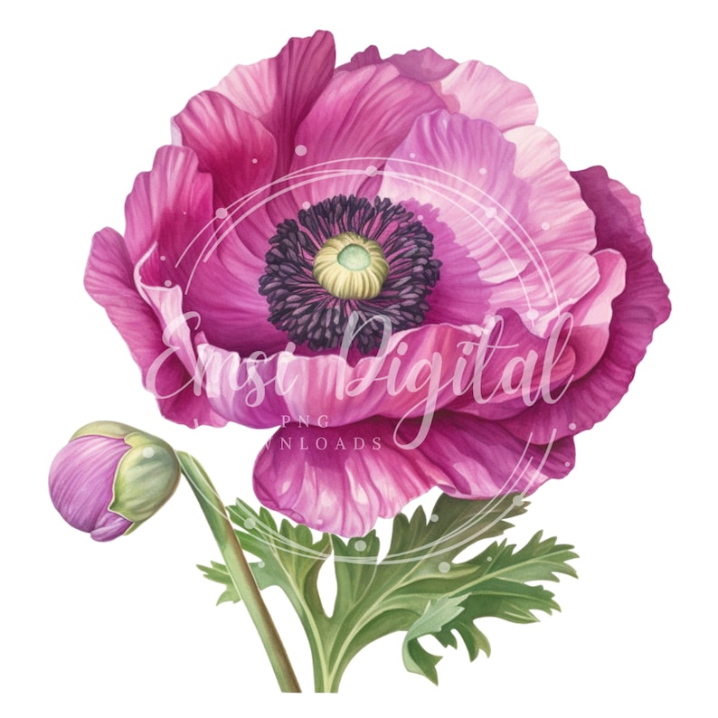 Anemone Clipart Transparent PNG High-quality Watercolor Illustration ...