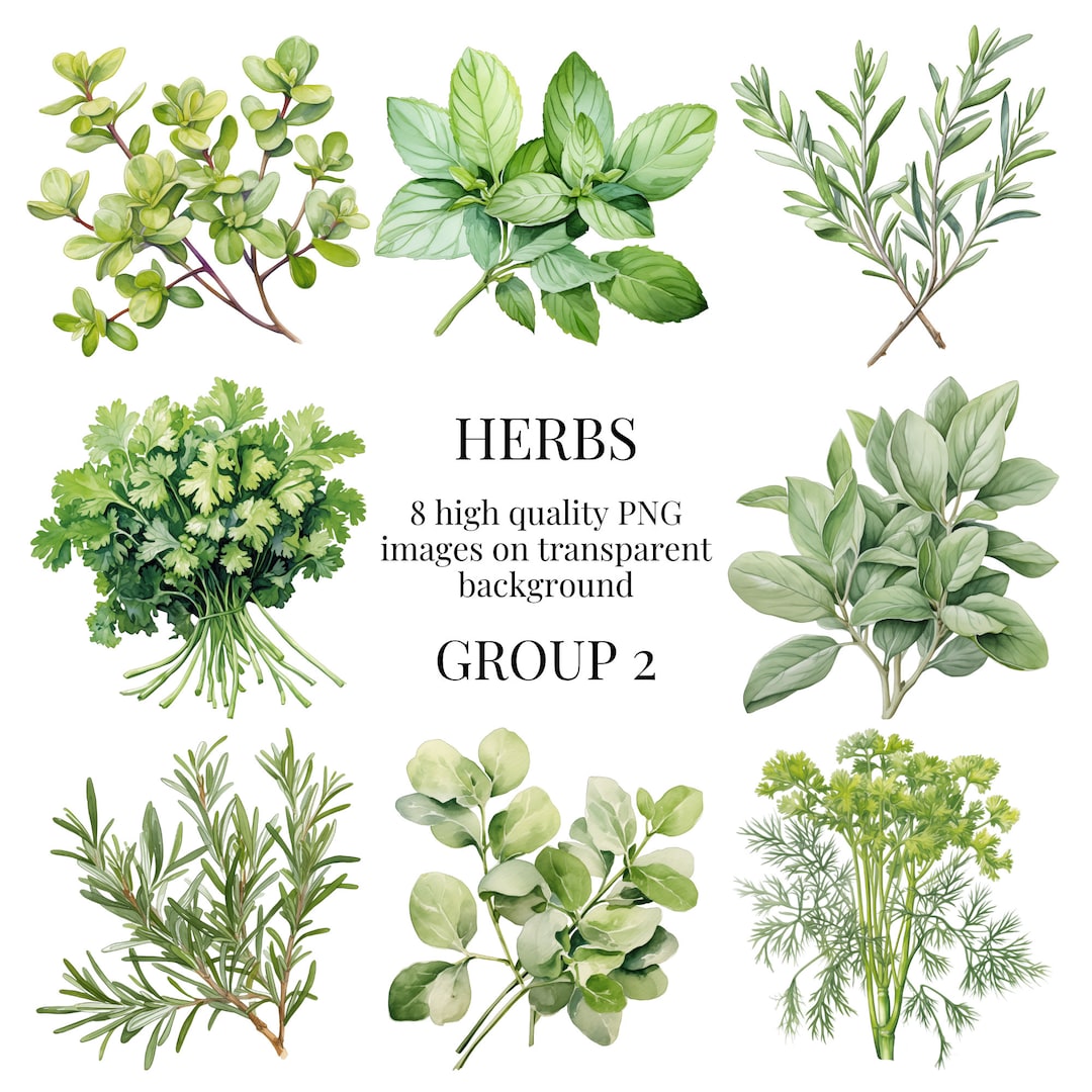Herbs Clipart | Transparent PNG | High-quality Watercolor Illustration ...