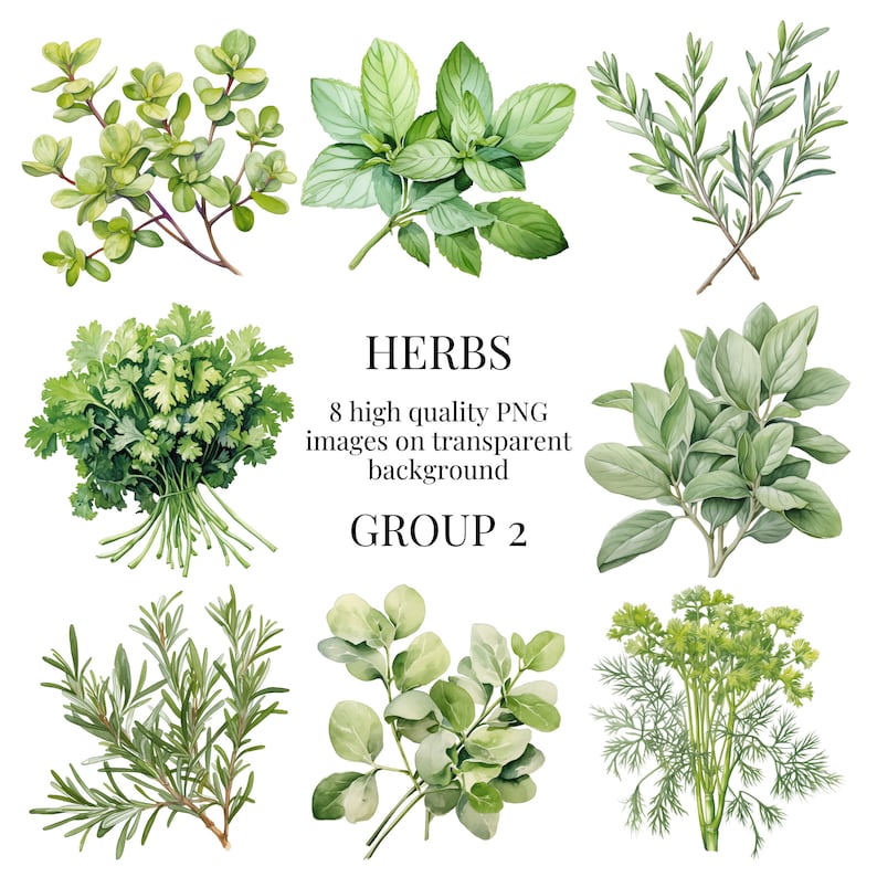 Herbs Clipart | Transparent PNG | High-quality Watercolor Illustration ...