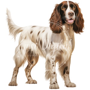 Springer Spaniel Clipart | High-quality Transparent PNG | Watercolor ...