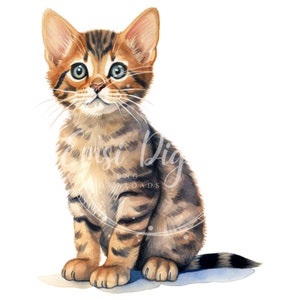 Kitten Clipart High-quality Transparent PNG Watercolor Cat - Etsy