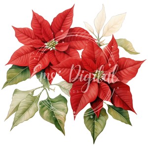Botanical Poinsettia Clipart | High-quality Transparent PNG ...