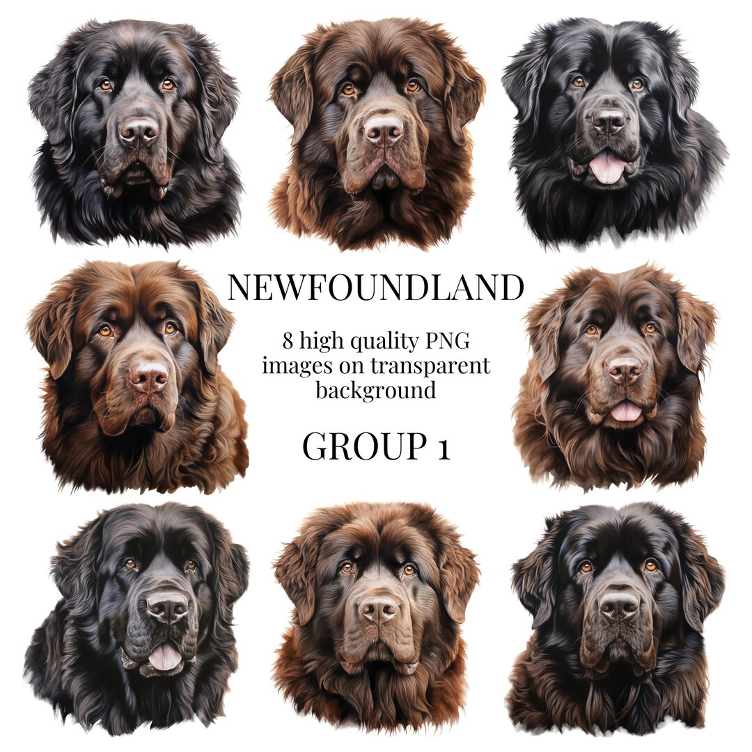 Newfoundland Dog Clipart | High-quality Transparent PNG | Watercolor ...