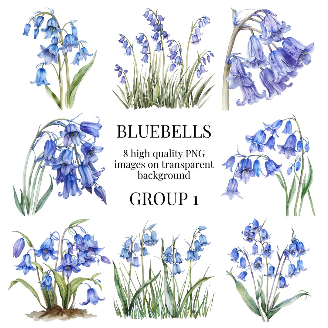 Bluebell Clipart | Transparent PNG | High-quality Watercolor ...
