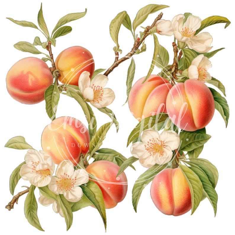Botanical Peaches Clipart | High-quality Transparent PNG | Watercolor ...