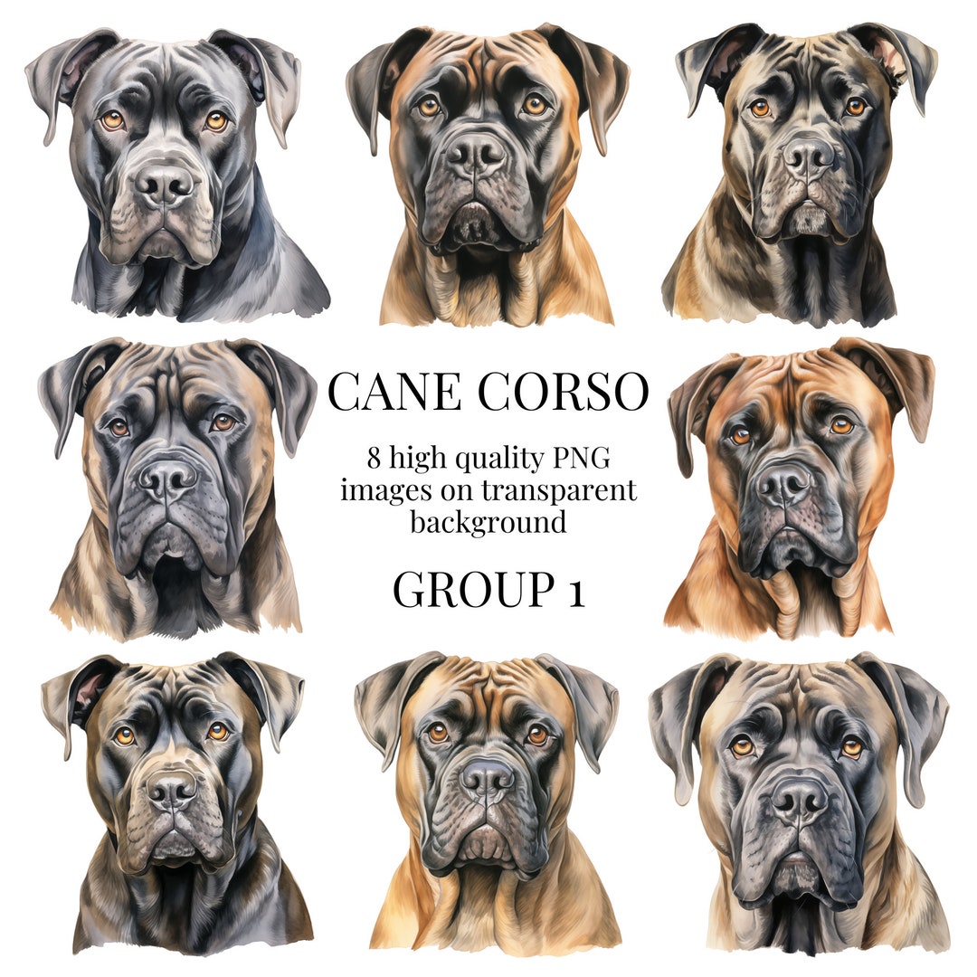 Cane Corso Clipart | High-quality Transparent PNG | Watercolor ...