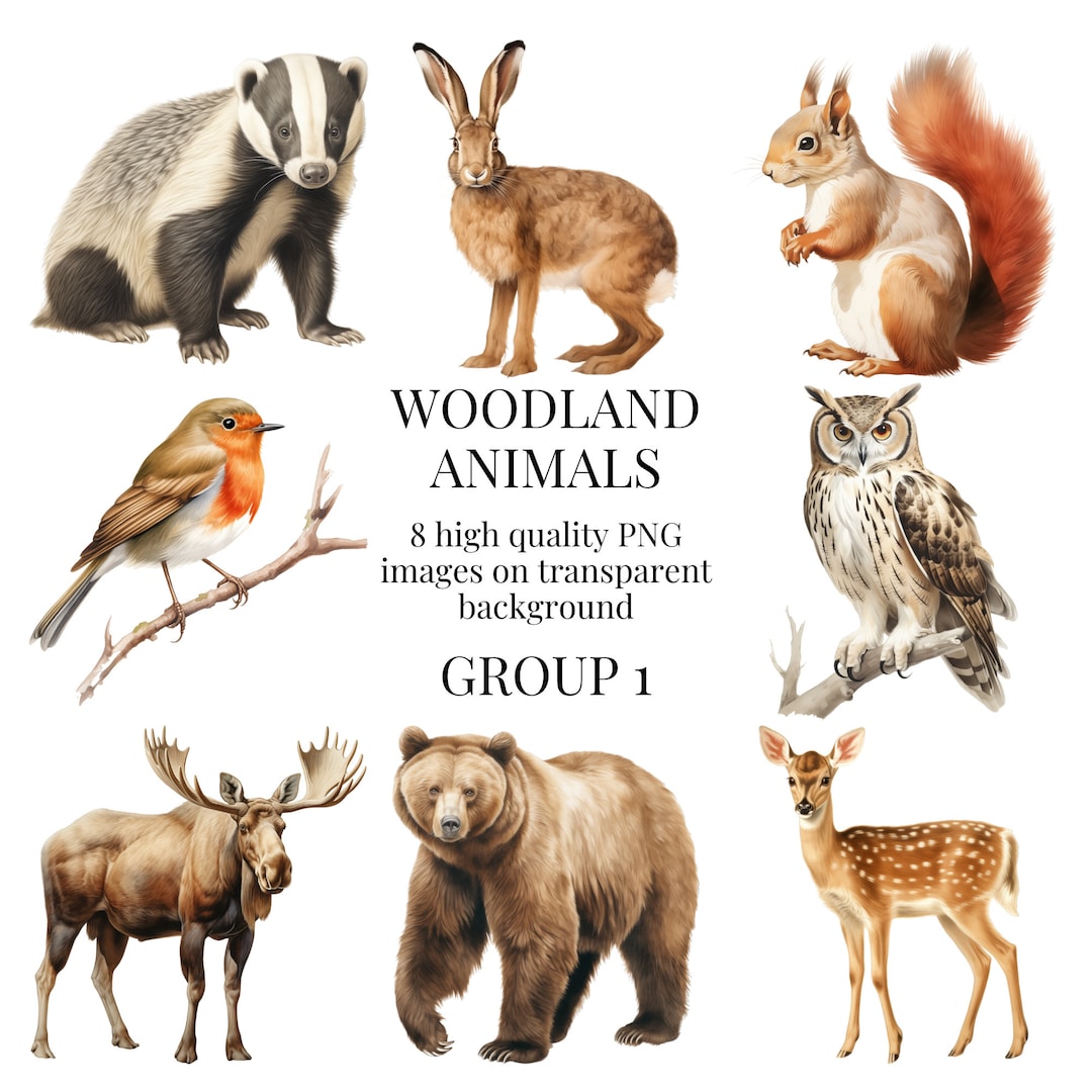 Woodland Animal Clipart | High-quality Transparent PNG | Watercolor ...