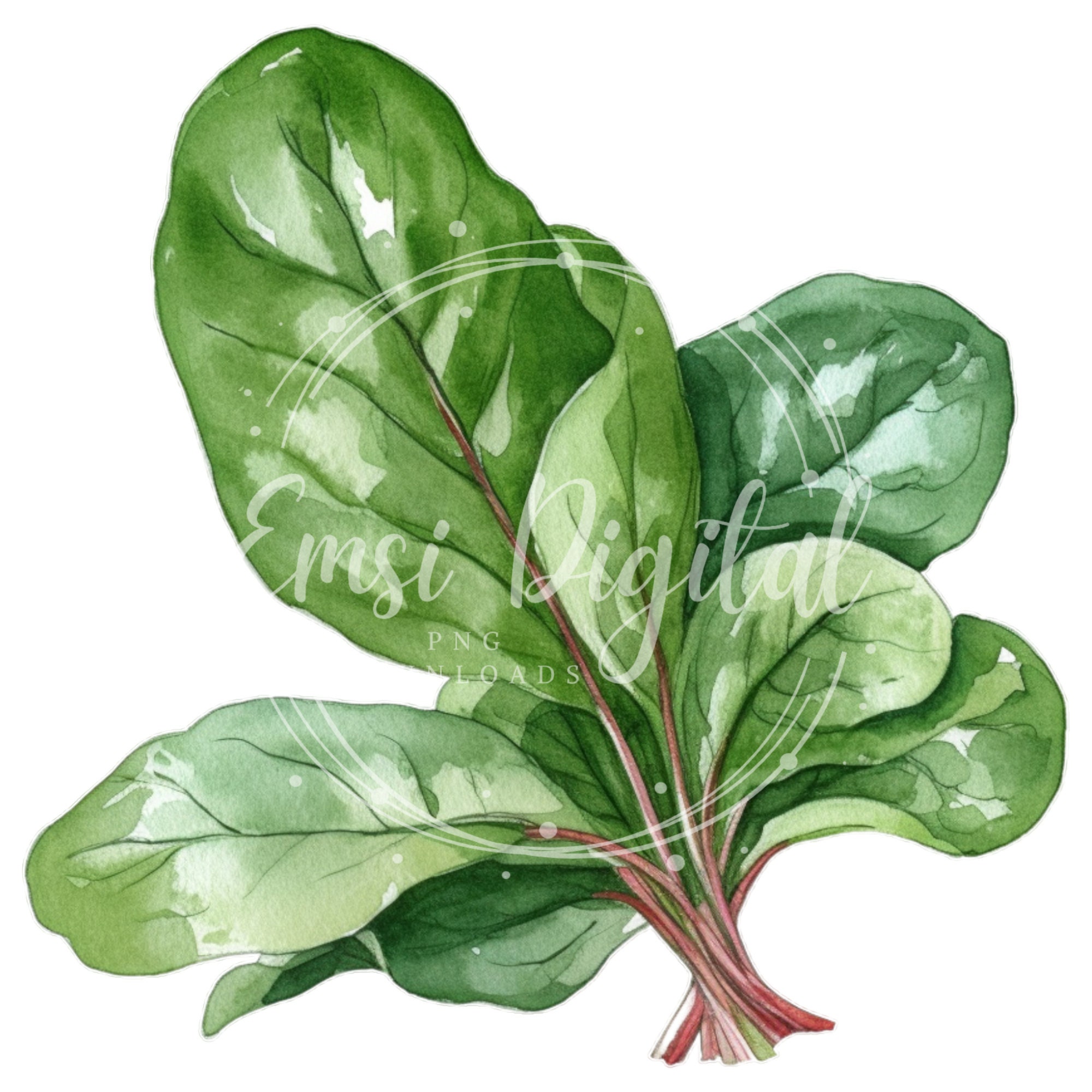 Vegetable Clipart Transparent PNG High-quality Watercolor - Etsy