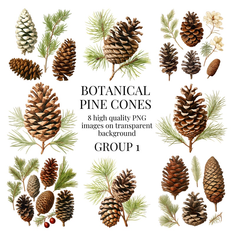 Botanical Pine Cones Clipart | High-quality Transparent PNG ...