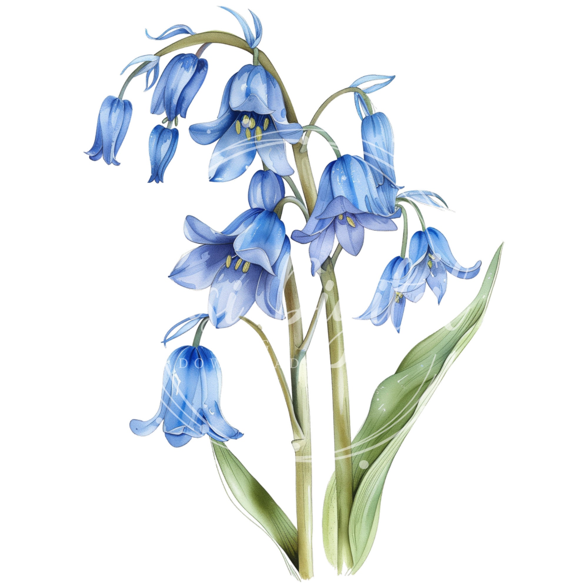 Bluebell Clipart | Transparent PNG | High-quality Watercolor ...