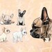 Cartoon French Bulldog Clipart, Frenchie Dogs, Canines and Puppies, PNG ...