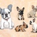Cartoon French Bulldog Clipart, Frenchie Dogs, Canines and Puppies, PNG ...