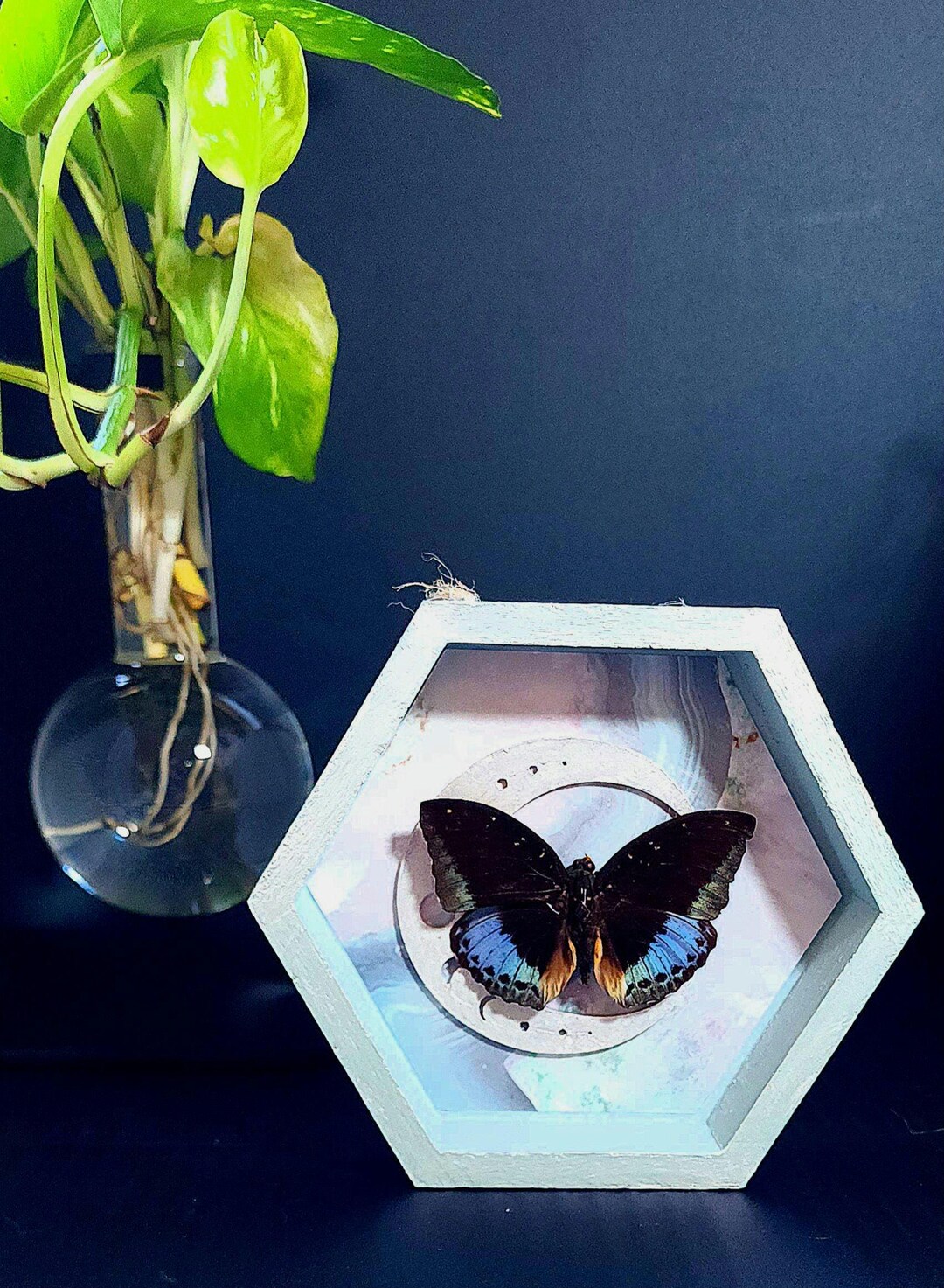 Common Archduke Butterfly - Etsy