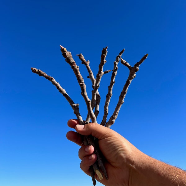 Fig Cuttings - Etsy Canada