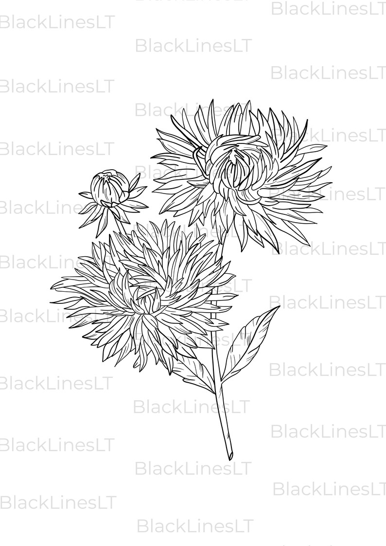 September Birth Month Flower aster INSTANT DIGITAL DOWNLOAD, Birth ...
