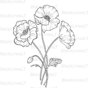 August Birth Month Flower (poppy) – INSTANT DIGITAL DOWNLOAD, Birth ...