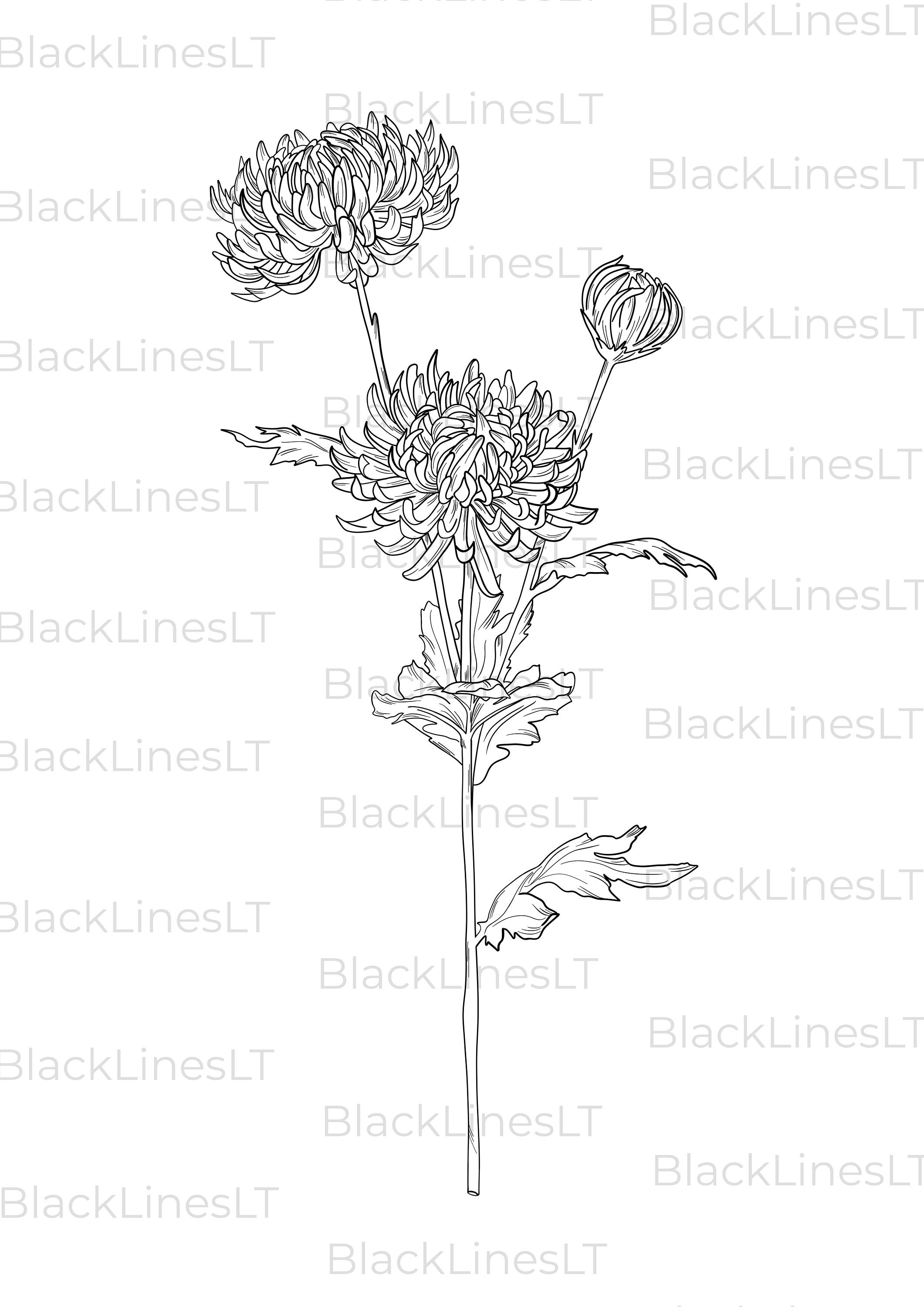 November Birth Month Flower (chrysanthemum) – INSTANT DIGITAL DOWNLOAD ...