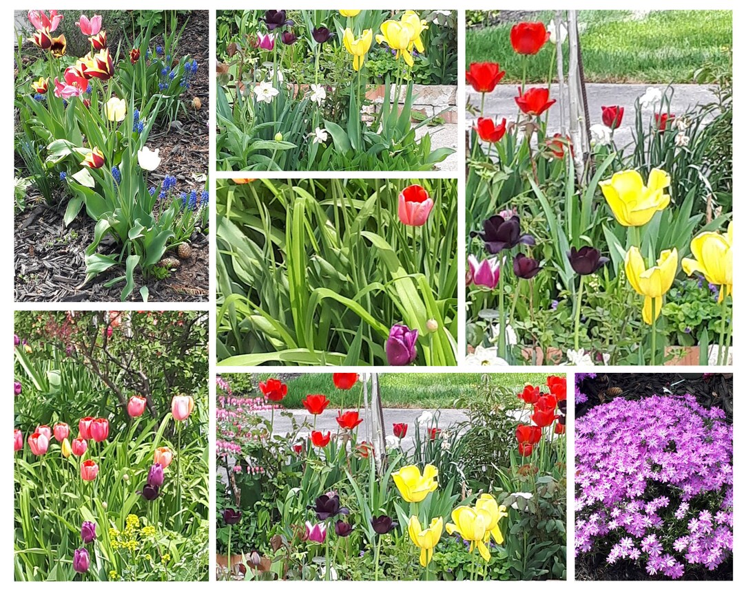 Spring Flowers Collage Set of 5- Instant Download - Etsy