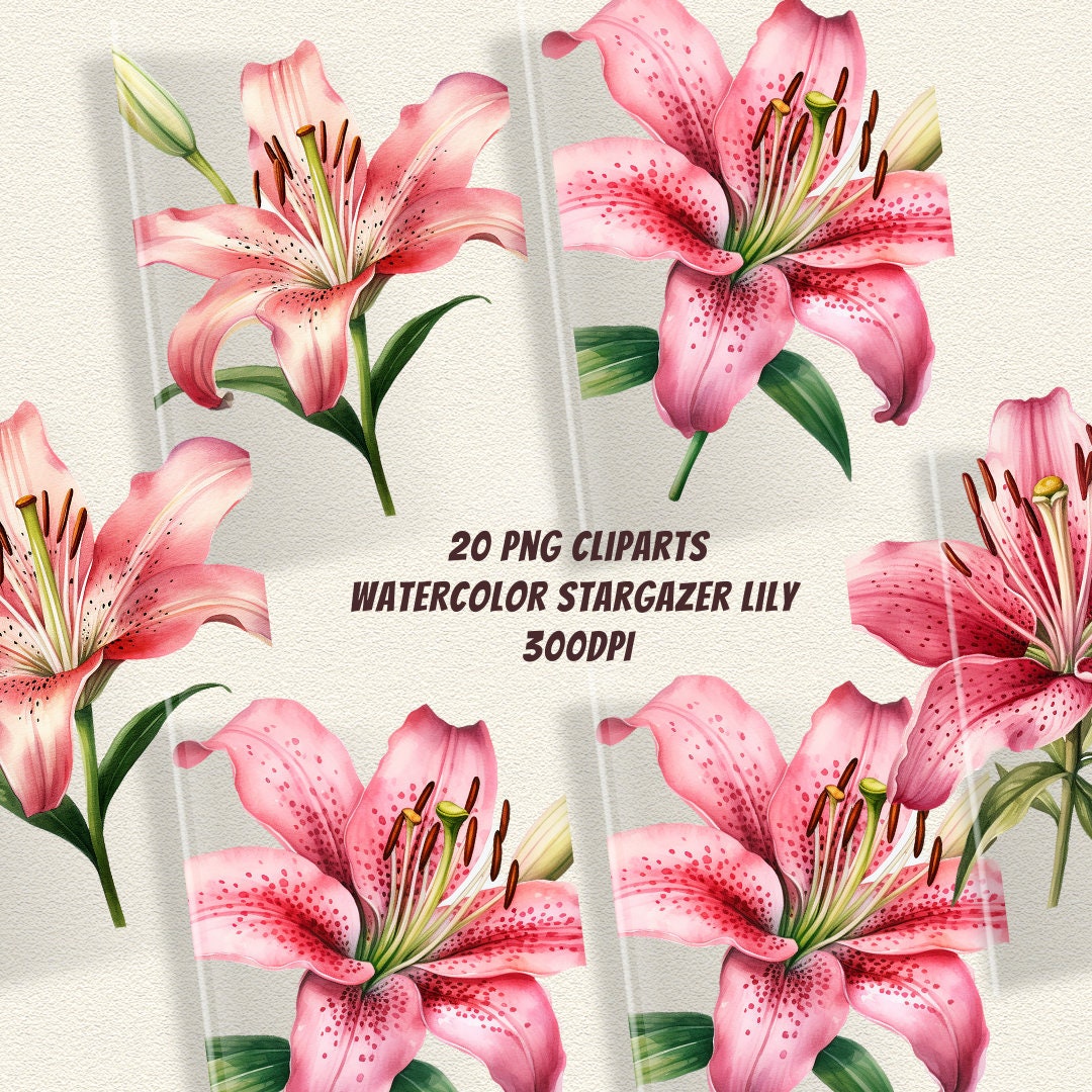 STARGAZER LILY CLIPARTS 20 Pngs Bundle 300dpi Scrapbook - Etsy