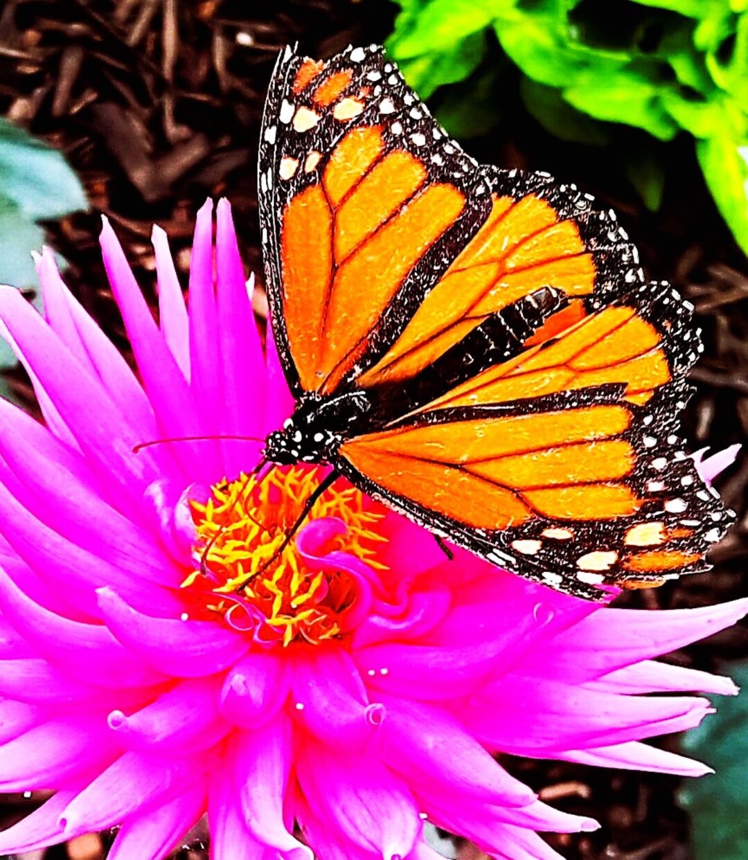 3 Monarchs - Etsy