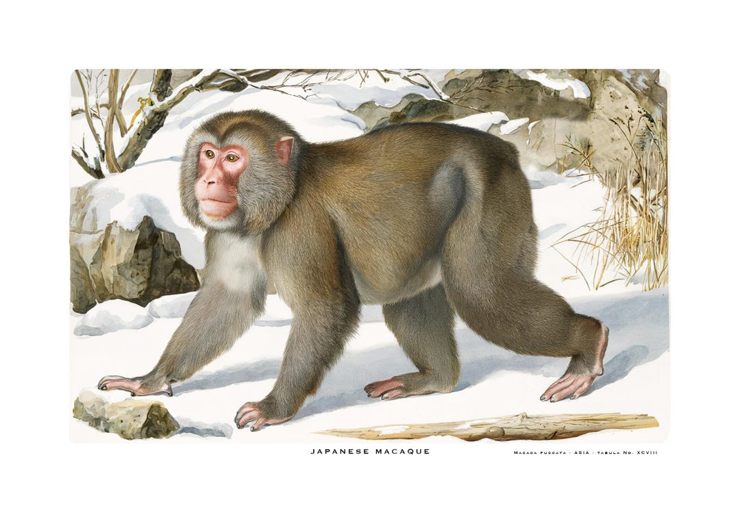 JAPANESE MACAQUE · Animal Prints · Illustrated Art · Scientific Names ...