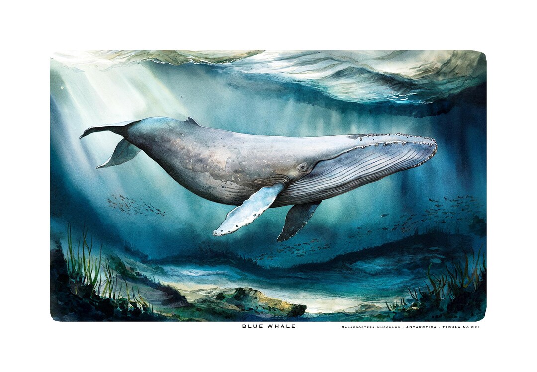 BLUE WHALE · Animal Prints · Illustrated Art · Scientific Names ...
