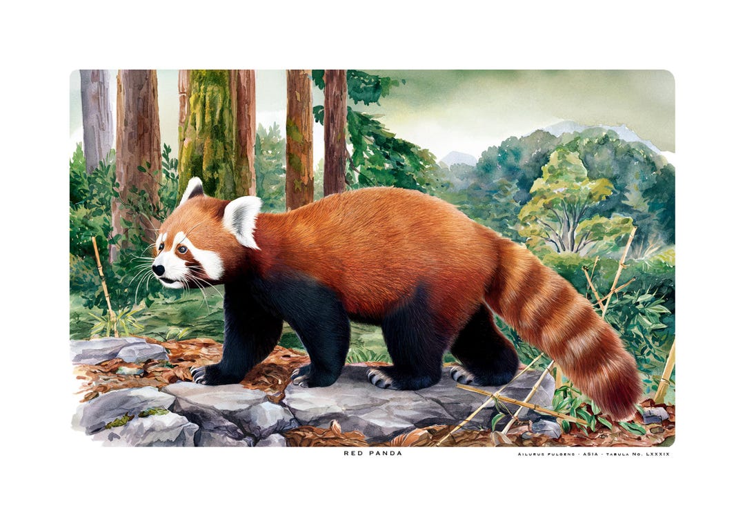 RED PANDA · Animal Prints · Illustrated Art · Scientific Names & Origin ...