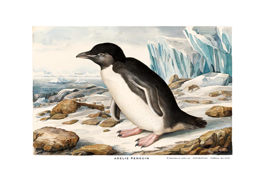 ADELIE PENGUIN · Animal Prints · Illustrated Art · Scientific Names ...