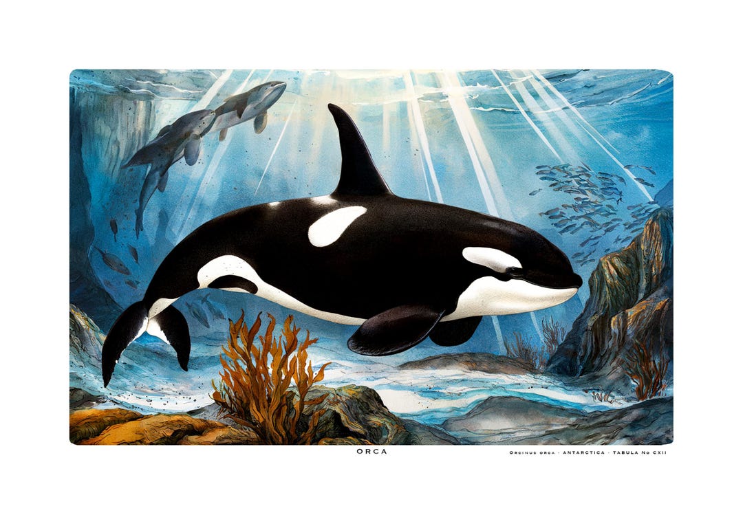 ORCA · Animal Prints · Illustrated Art · Scientific Names & Origin ...