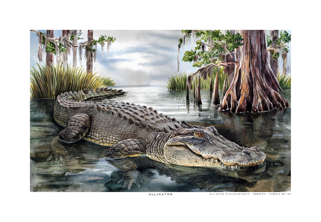 ALLIGATOR · Animal Prints · Illustrated Art · Scientific Names & Origin ...