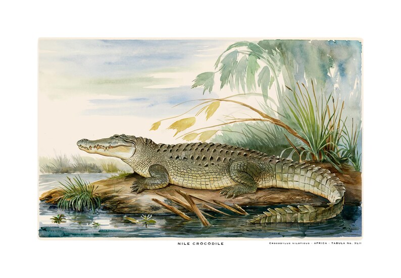 NILE CROCODILE · Animal Prints · Illustrated Art · Scientific Names ...