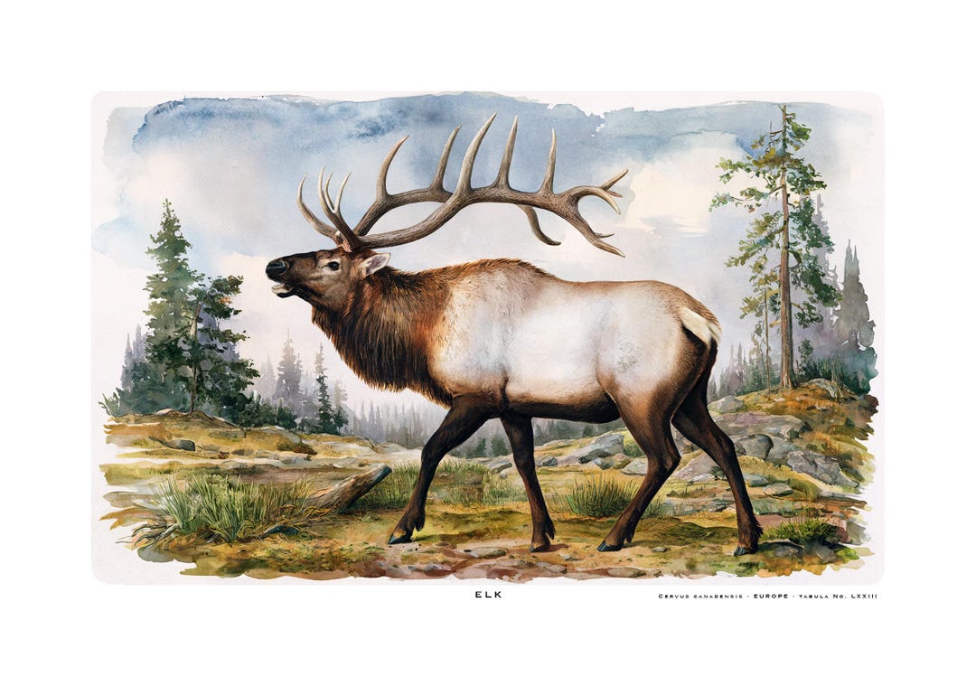 ELK · Animal Prints · Illustrated Art · Scientific Names & Origin ...
