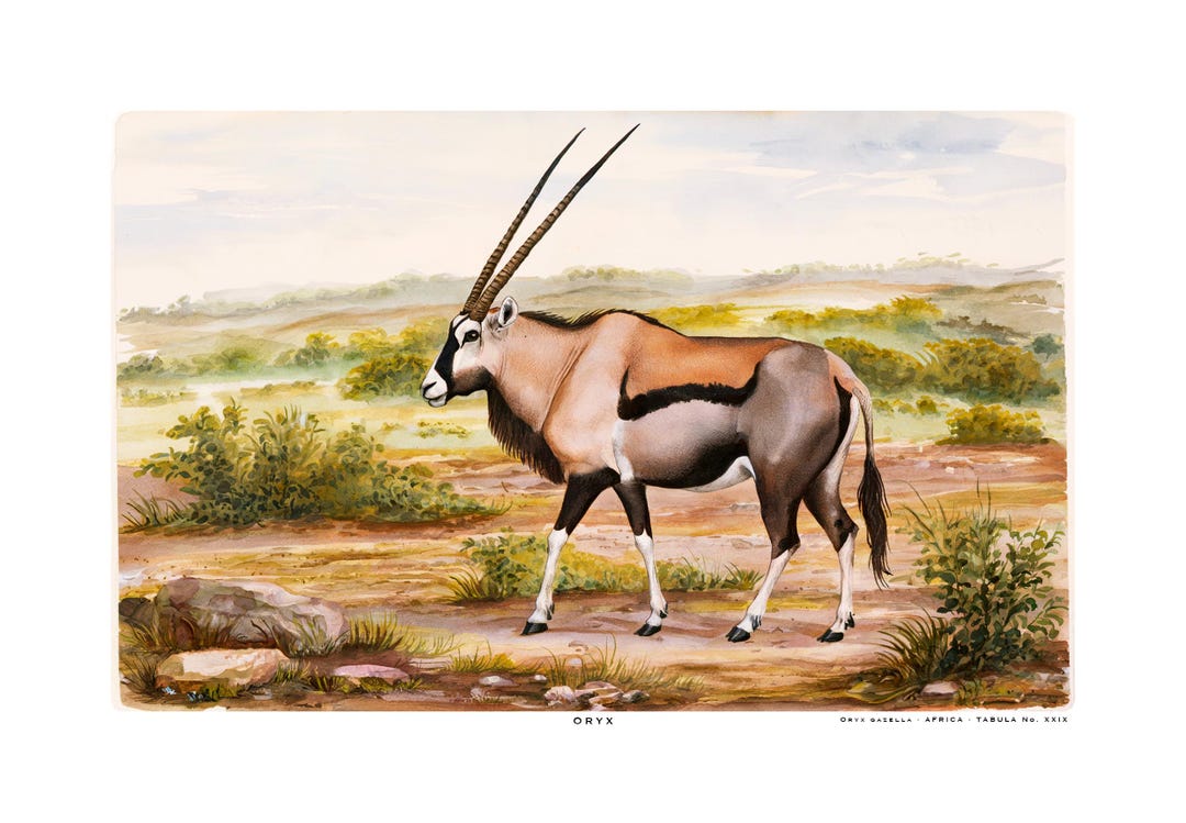 ORYX · Animal Prints · Illustrated Art · Scientific Names & Origin ...