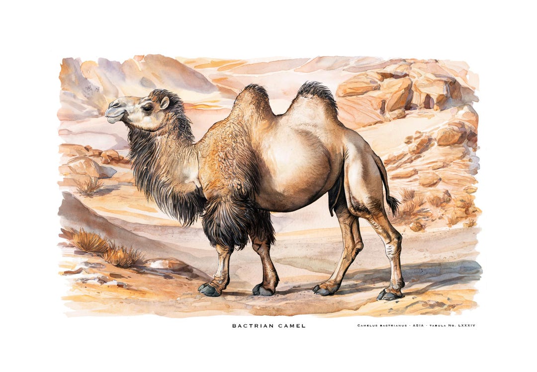 BACTRIAN CAMEL · Animal Prints · Illustrated Art · Scientific Names ...