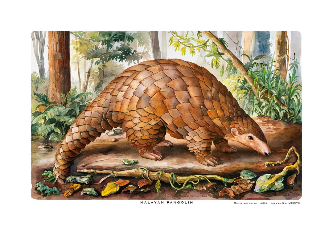 MALAYAN PANGOLIN Animal Prints Illustrated Art Scientific Names ...