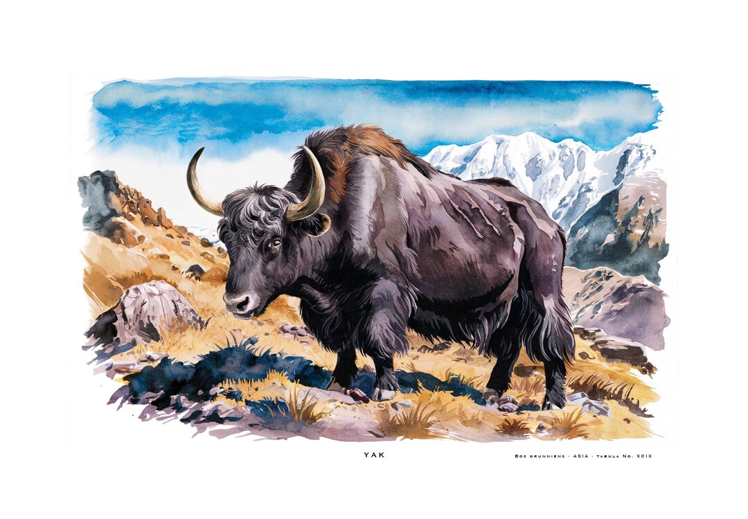 YAK · Animal Prints · Illustrated Art · Scientific Names & Origin ...