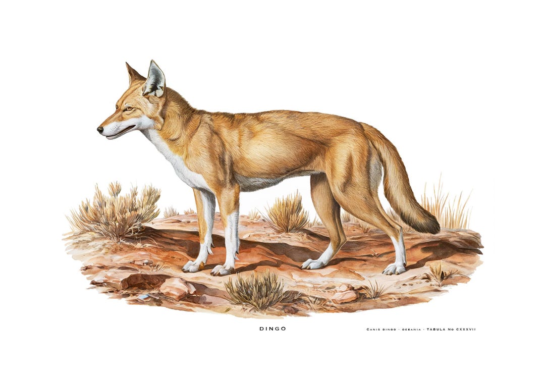 DINGO · Animal Prints · Illustrated Art · Scientific Names & Origin ...