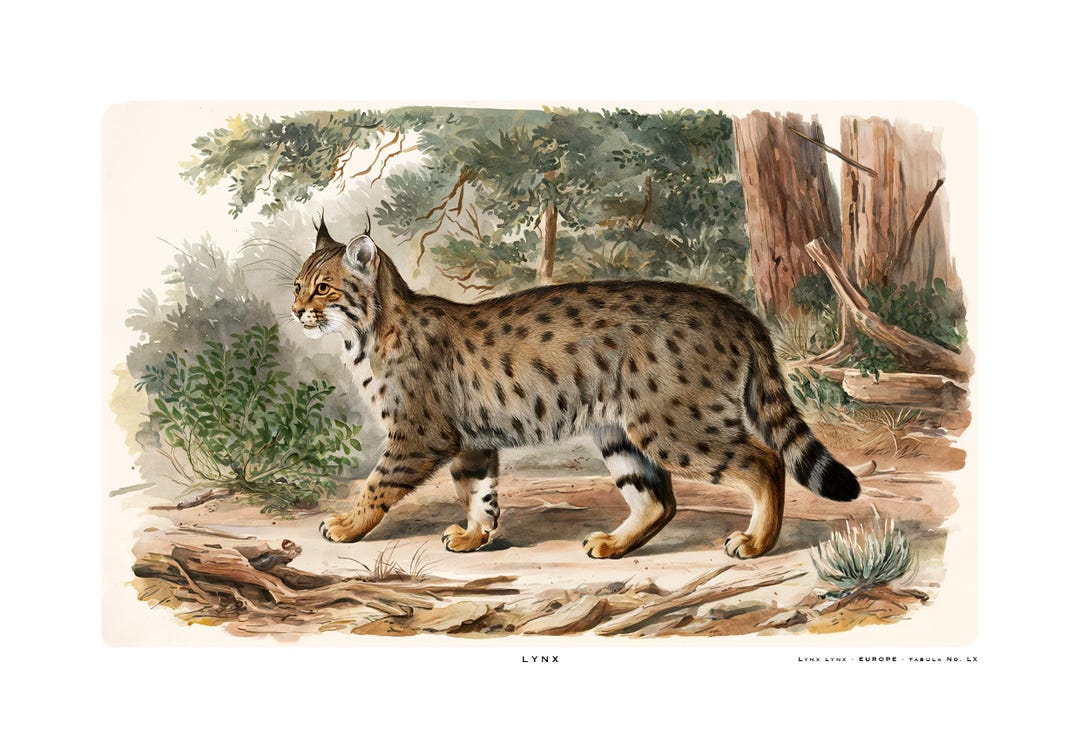LYNX · Animal Prints · Illustrated Art · Scientific Names & Origin ...