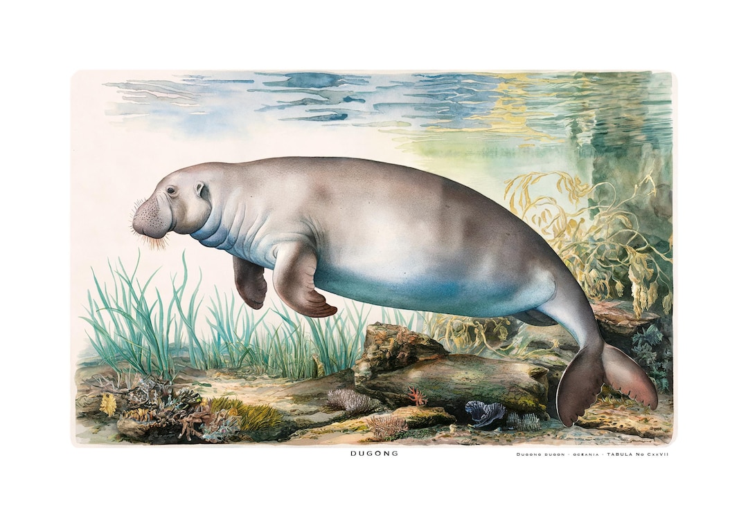 DUGONG · Animal Prints · Illustrated Art · Scientific Names & Origin ...