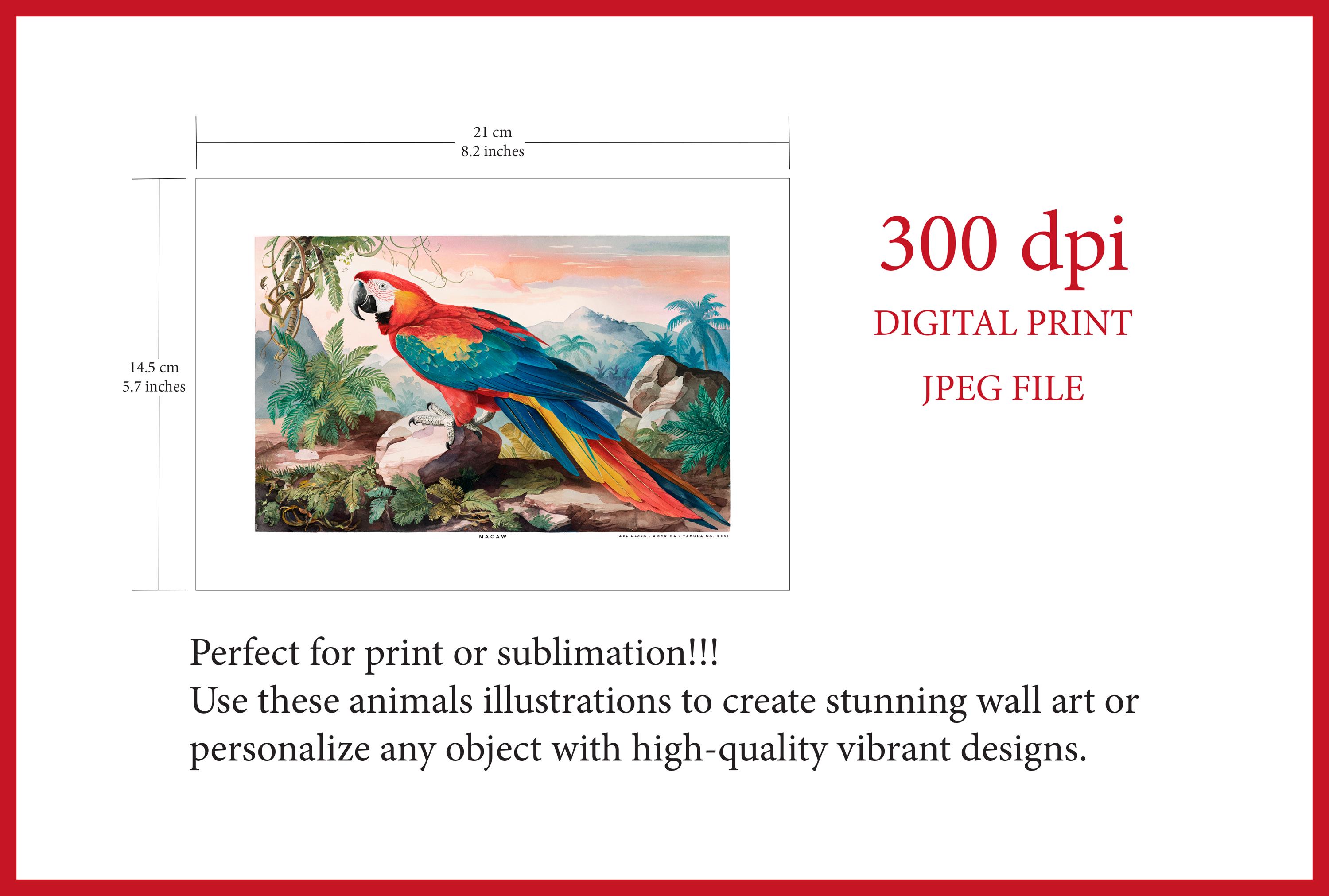 SLOTH · Animal Prints · Illustrated Art · Scientific Names & Origin ...
