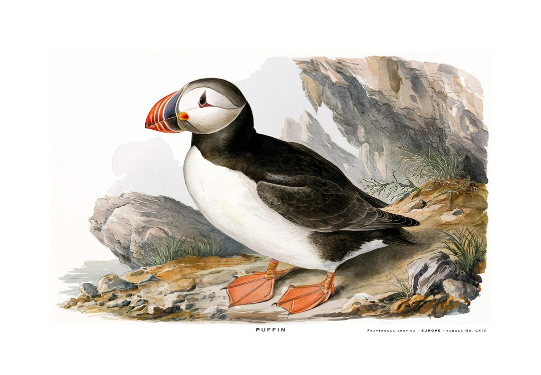 PUFFIN · Animal Prints · Illustrated Art · Scientific Names & Origin ...