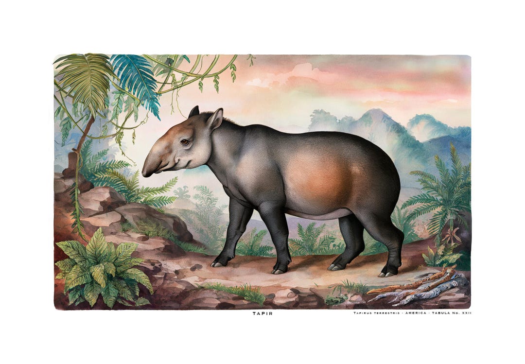 TAPIR · Animal Prints · Illustrated Art · Scientific Names & Origin ...