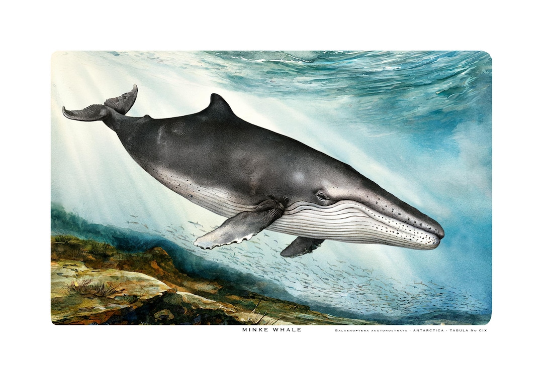 MINKE WHALE · Animal Prints · Illustrated Art · Scientific Names ...