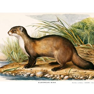 EUROPEAN MINK · Animal Prints · Illustrated Art · Scientific Names ...