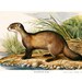 EUROPEAN MINK · Animal Prints · Illustrated Art · Scientific Names ...