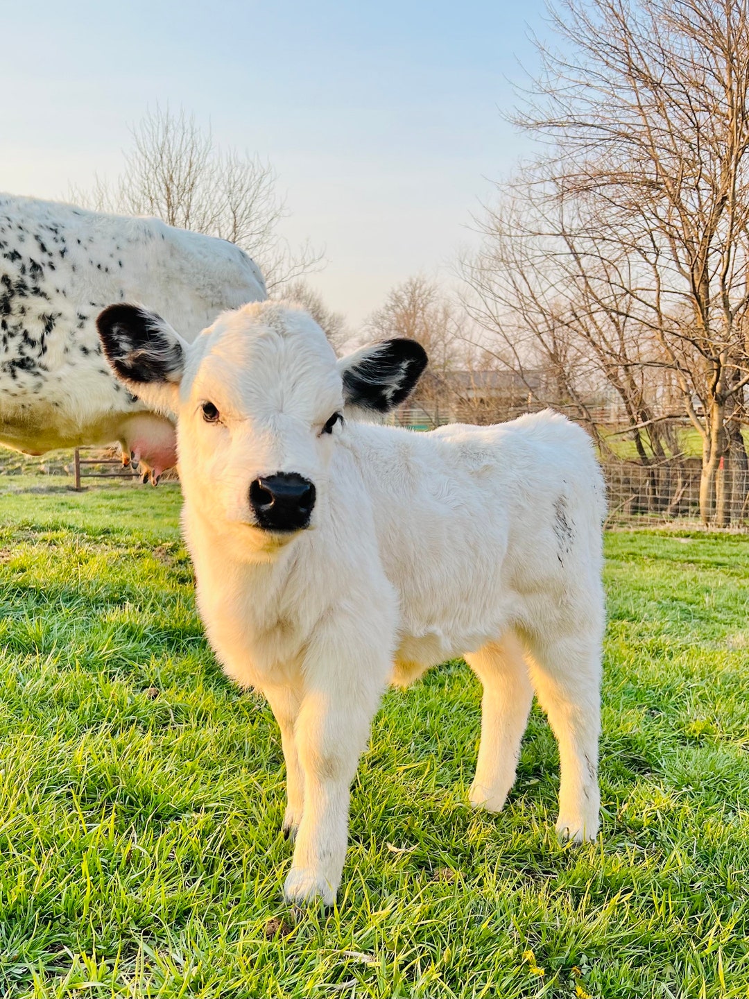 11x14 Canvas Print - Etsy