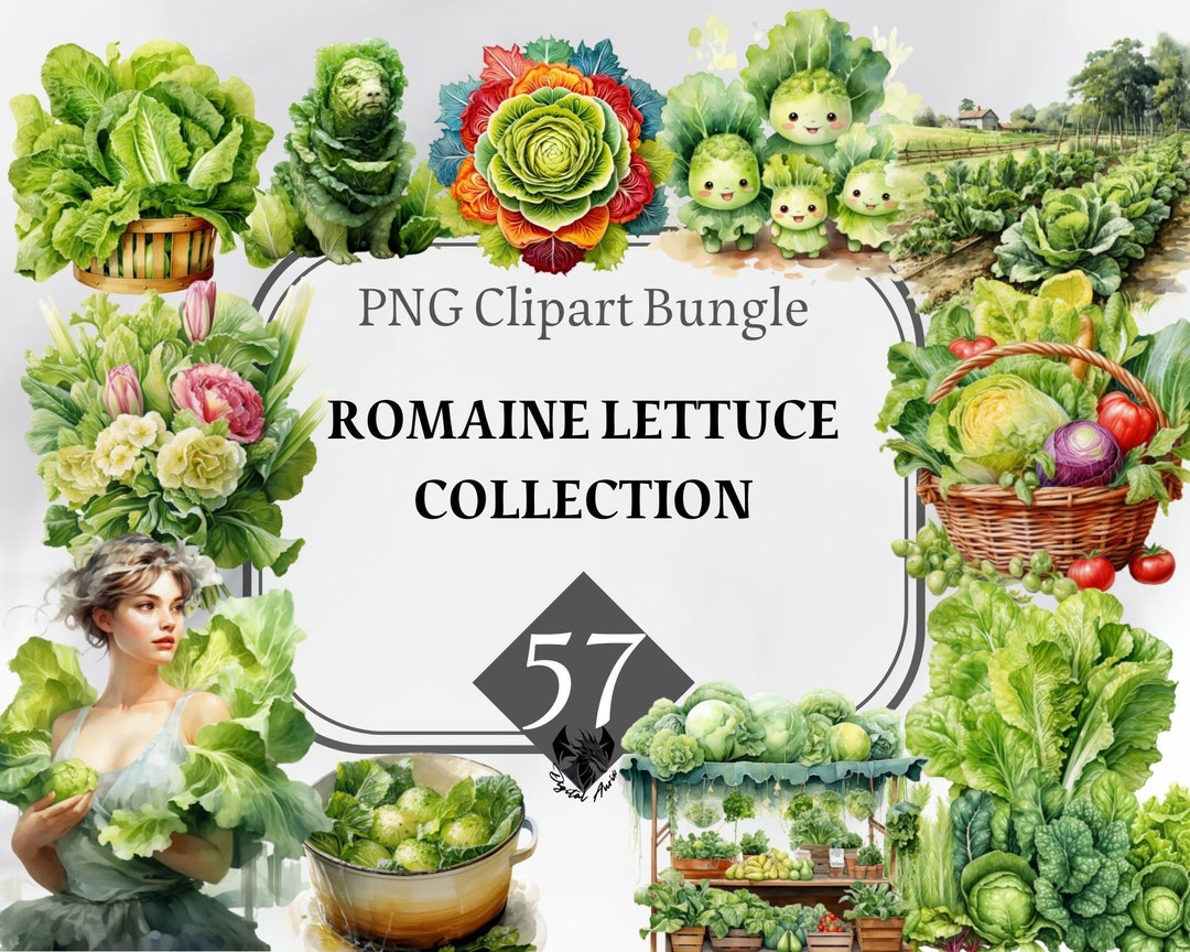Watercolor Romaine Lettuce Clipart Bungle, Vegetable Garden Clipart PNG Farm House Gardening ...